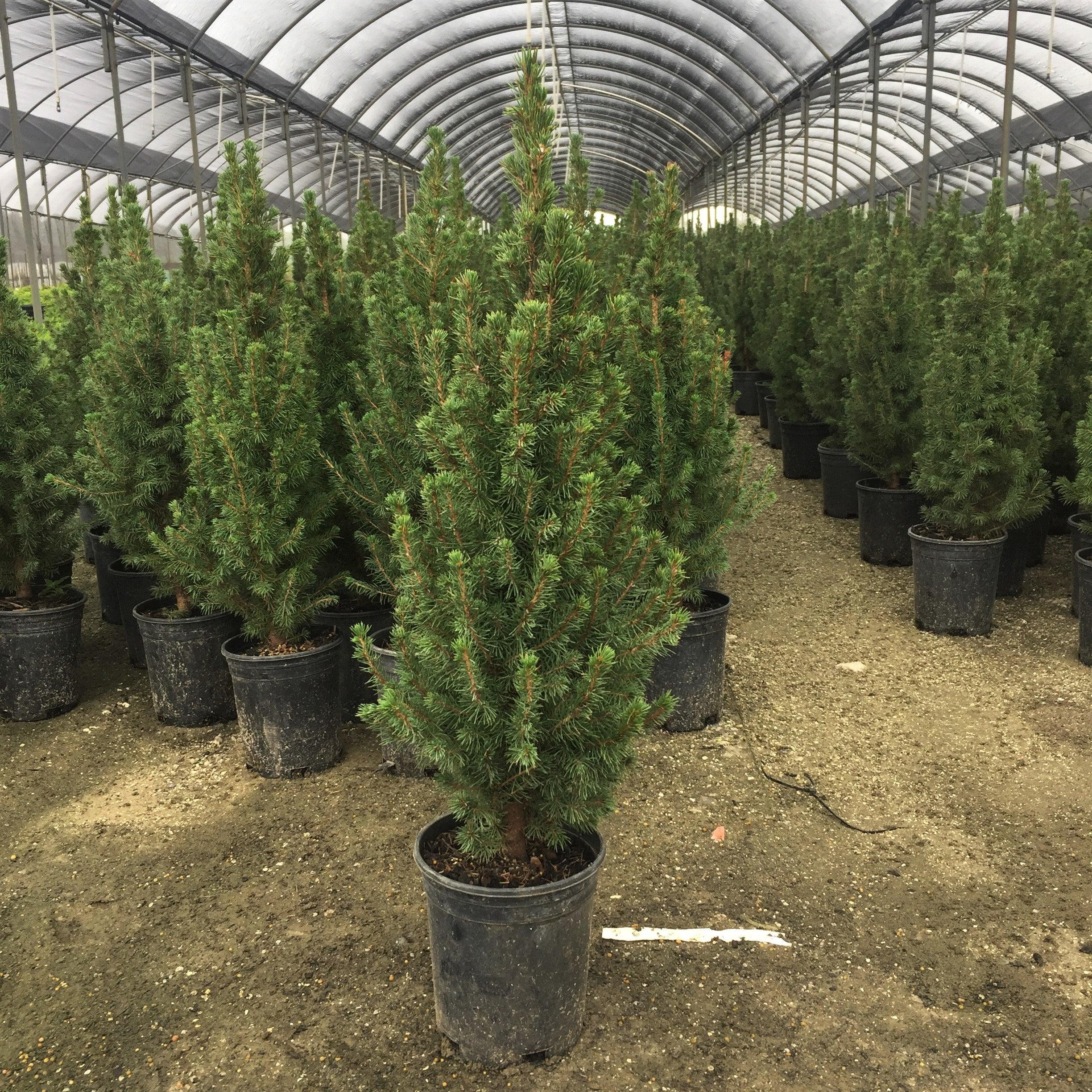 Dwarf Alberta Spruce - Evergreen Shrub/Pyramidal Tree - 2.5 Qt – Super ...
